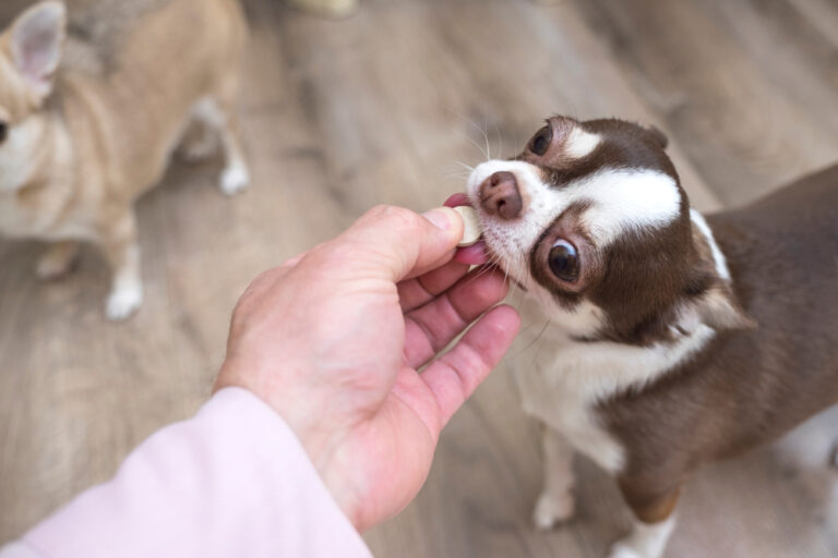 Temaril P for Dogs | Great Pet Care