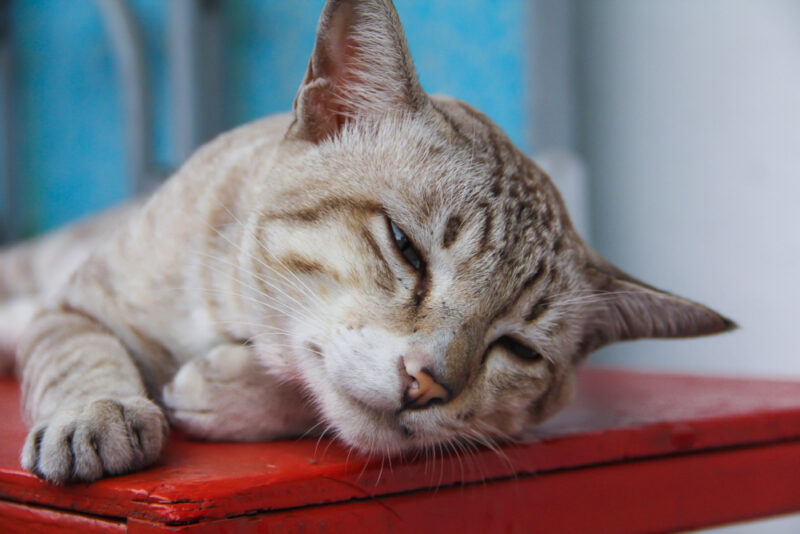 How to Tell if a Cat Has a Fever | Great Pet Care