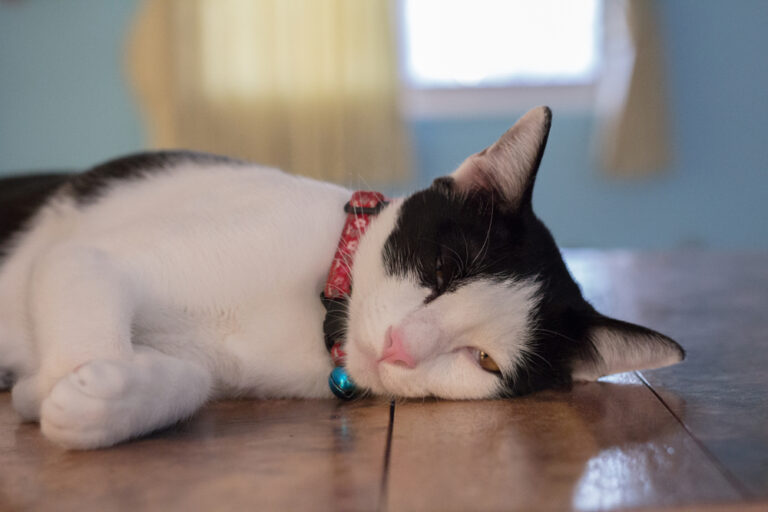 Cat Nausea: 9 Signs and How to Treat It | Great Pet Care