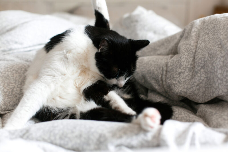 Cat Anal Glands: Everything You Need to Know | Great Pet Care