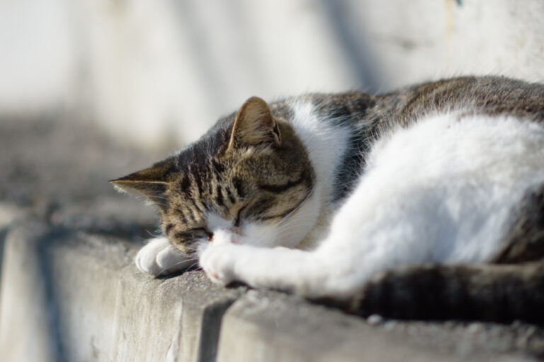 Cat Nausea: 9 Signs and How to Treat It | Great Pet Care