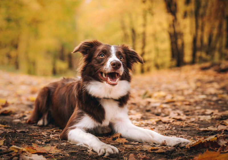 5 Dog Heart Health Supplements Veterinarians Recommend | Great Pet Care