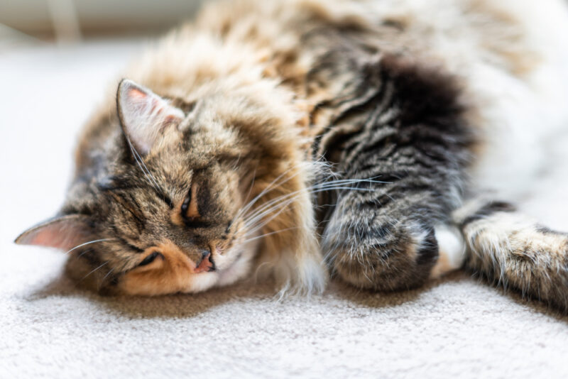 Cat Nausea: 9 Signs and How to Treat It | Great Pet Care