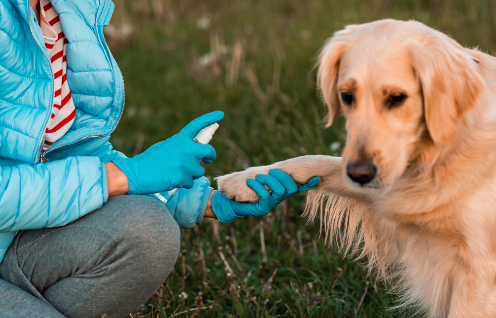 Chlorhexidine for Dogs: Benefits and Uses | Great Pet Care