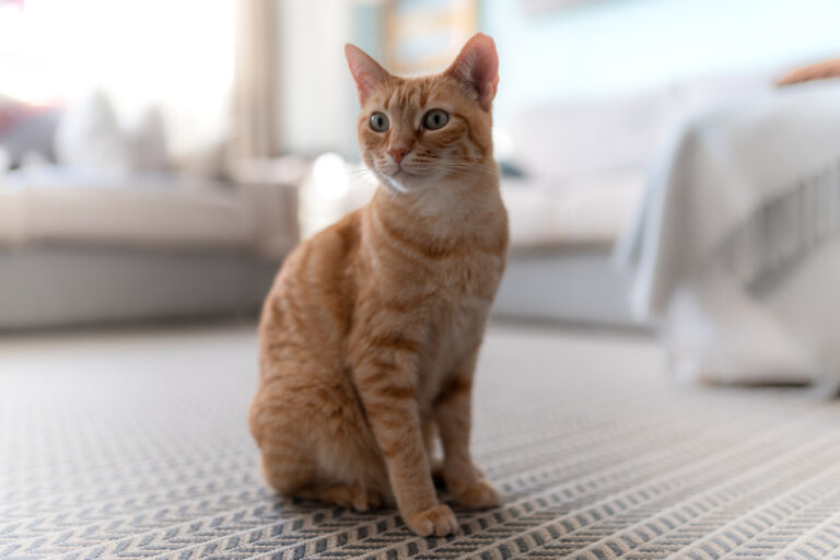 Cat Anal Glands: Everything You Need to Know | Great Pet Care