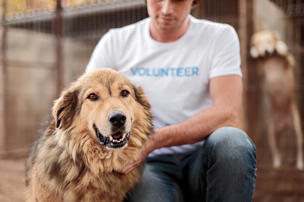 How to Help Pets Affected by Hurricane Helene | Great Pet Care