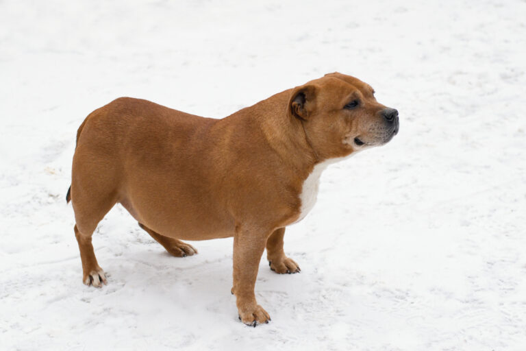 Dog Swollen Belly: 9 Causes | Great Pet Care