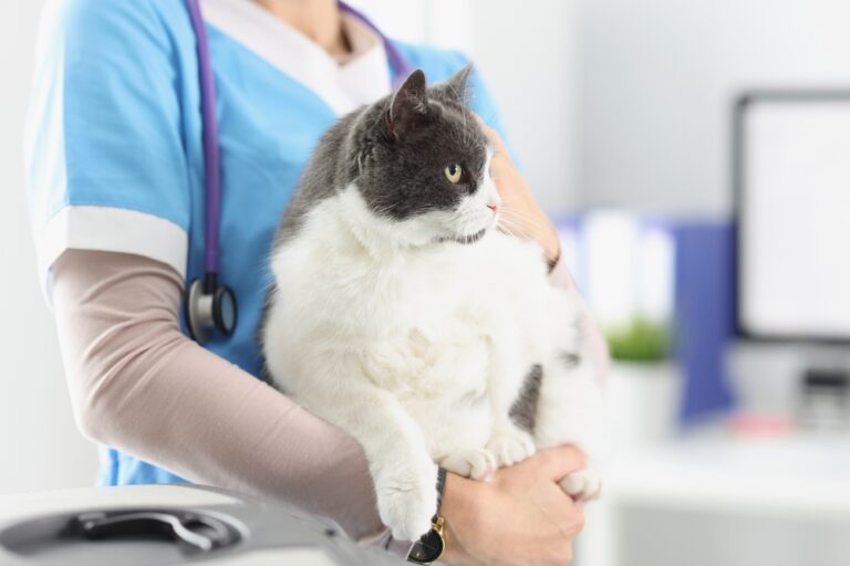 Cat Anal Glands: Everything You Need to Know | Great Pet Care