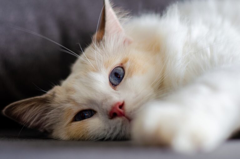 Lethargic Cat: Causes and How to Help | Great Pet Care
