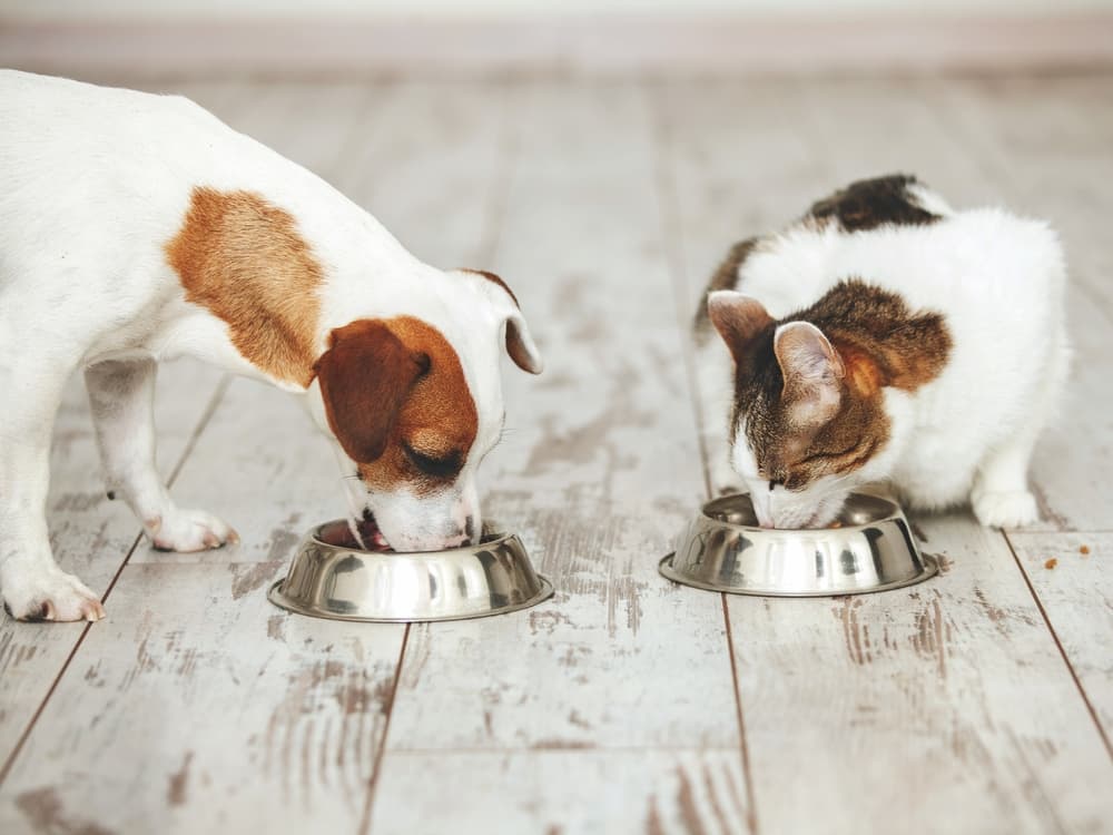 Is Insect Protein Pet Food the Next Big Thing? | Great Pet Care