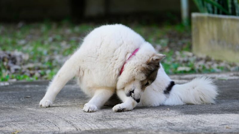 8 Dog UTI Symptoms You Shouldn’t Ignore | Great Pet Care