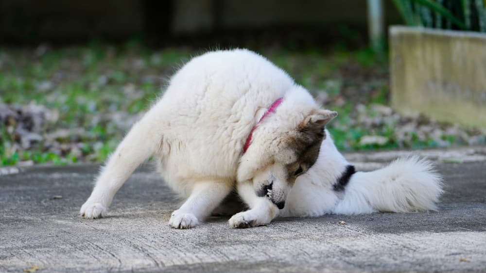 8 Common Dog Skin Allergy Signs to Watch For | Great Pet Care