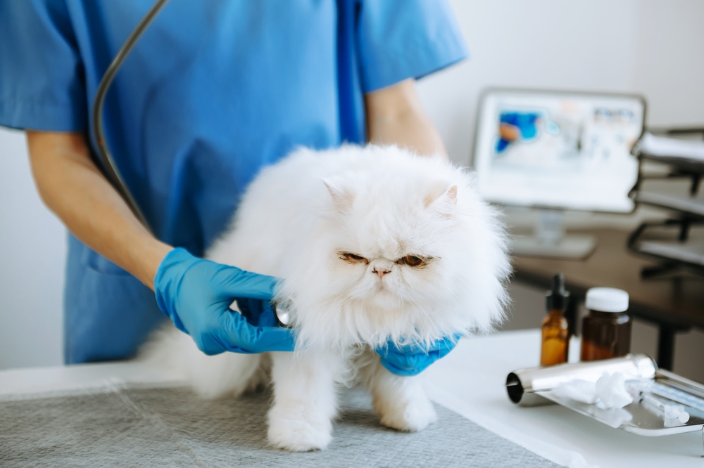 Vestibular Disease in Cats | Great Pet Care