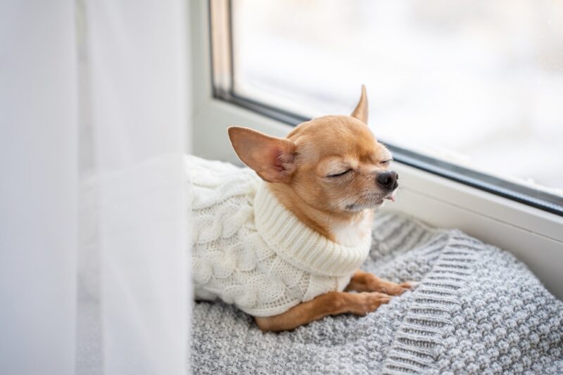 7 Cold Weather Tips for Pets | Great Pet Care
