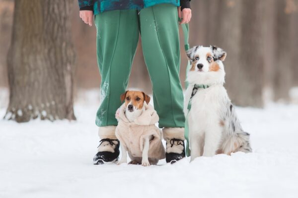 7 Cold Weather Tips for Pets | Great Pet Care