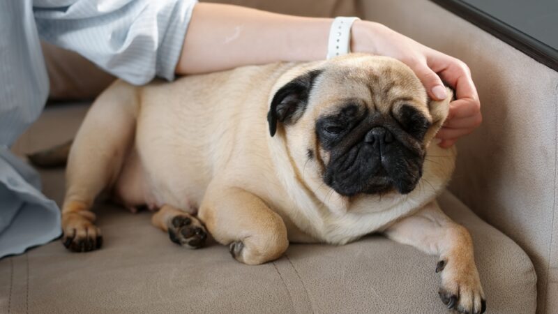 Dog Swollen Belly: 9 Causes | Great Pet Care