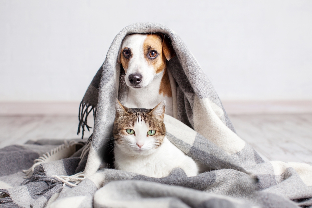 How to Keep Dogs Warm in Winter | Great Pet Care