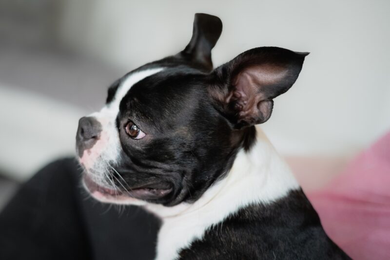 Acid Reflux in Dogs | Great Pet Care