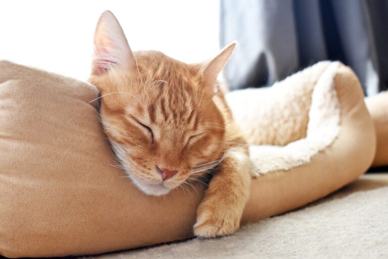 Cat Nausea: 9 Signs and How to Treat It | Great Pet Care