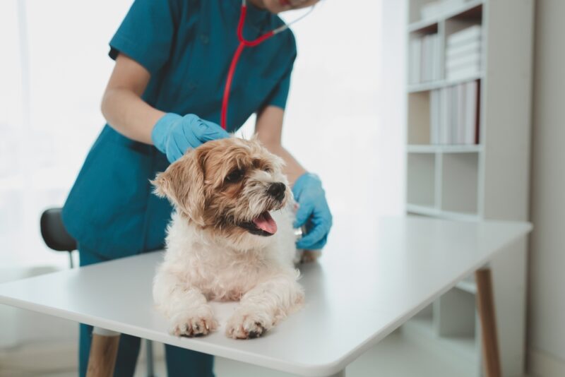 Dog Swollen Belly: 9 Causes | Great Pet Care