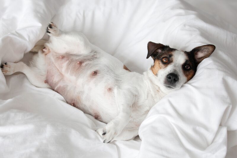 Dog Swollen Belly: 9 Causes | Great Pet Care