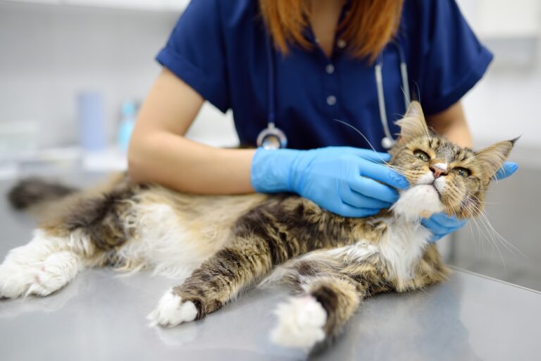 Cat Nausea: 9 Signs and How to Treat It | Great Pet Care
