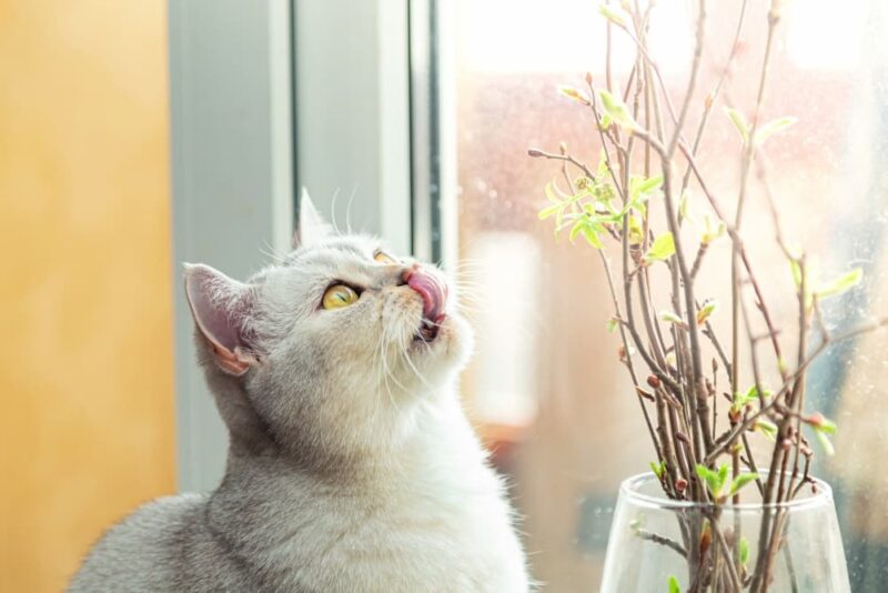Cat Vomiting Green Liquid: What to Do | Great Pet Care