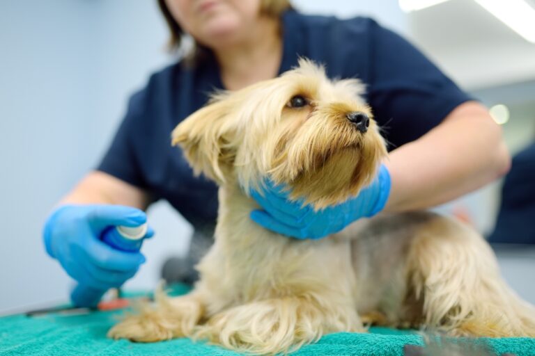Chlorhexidine for Dogs: Benefits and Uses | Great Pet Care