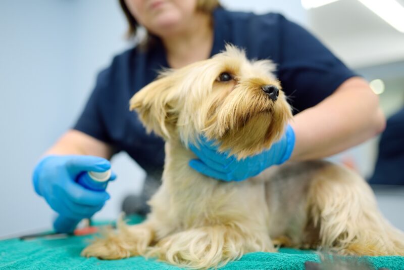 Chlorhexidine for Dogs: Benefits and Uses | Great Pet Care