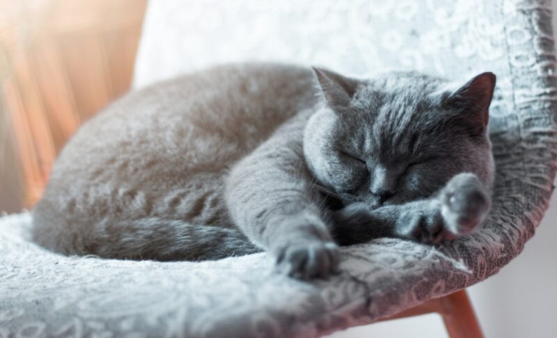 Lethargic Cat: Causes and How to Help | Great Pet Care