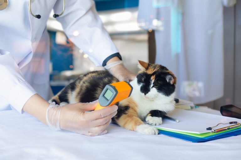 How to Tell if a Cat Has a Fever | Great Pet Care