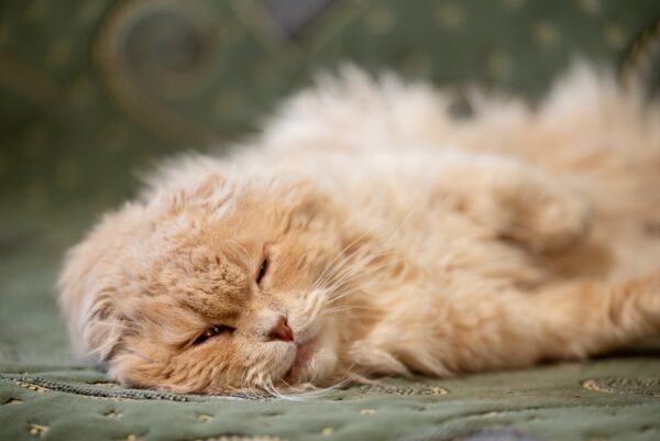 Lethargic Cat: Causes and How to Help | Great Pet Care