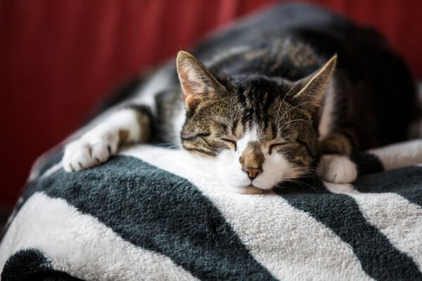 Lethargic Cat: Causes and How to Help | Great Pet Care