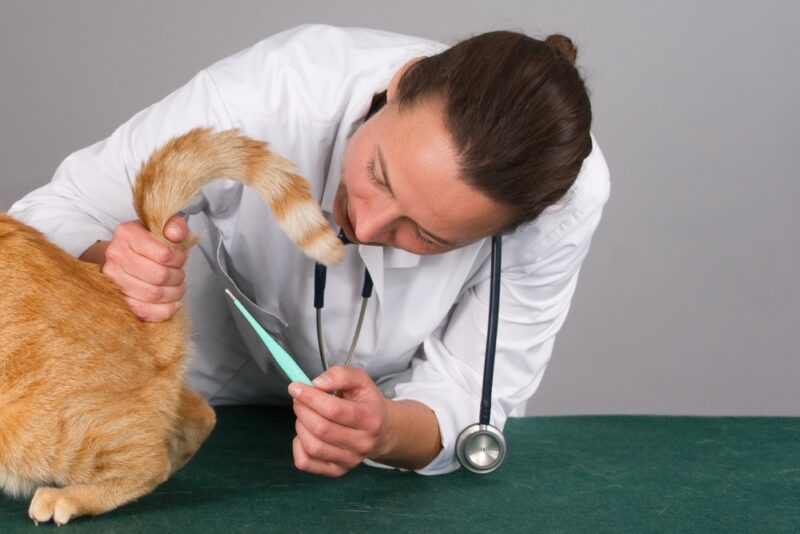 How to Tell if a Cat Has a Fever | Great Pet Care