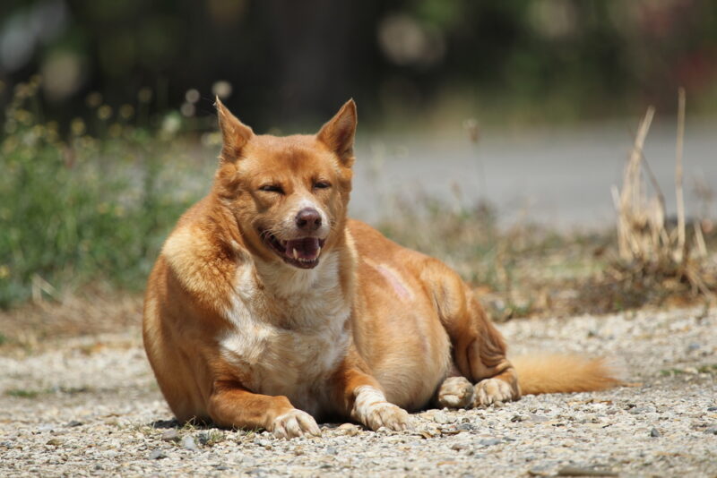 Dog Swollen Belly: 9 Causes | Great Pet Care