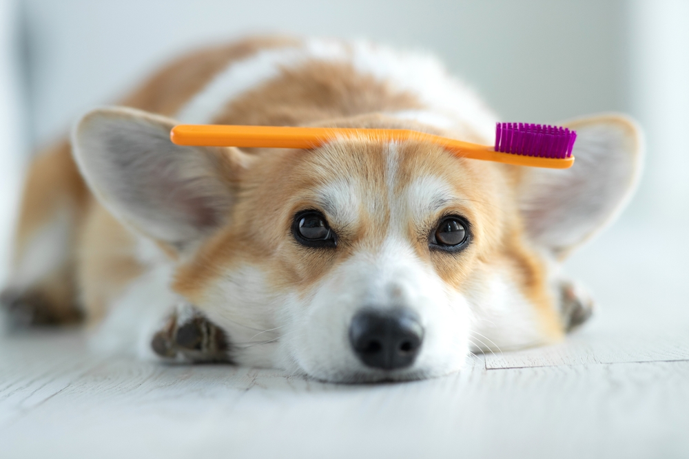 Heat Rash On Dogs Signs And Treatment Great Pet Care Heat Rash On Dogs Signs And Treatment Great Pet Care