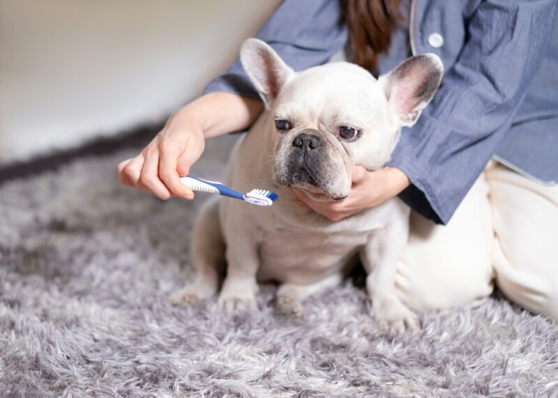 Enzymatic Toothpaste for Dogs: What it is and Products to Try | Great ...