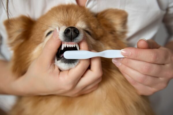 Enzymatic Toothpaste for Dogs: What it is and Products to Try | Great ...