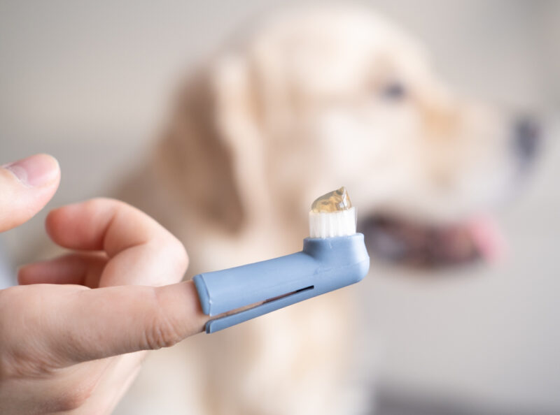Enzymatic Toothpaste for Dogs: What it is and Products to Try | Great ...