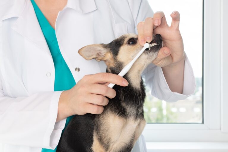 Enzymatic Toothpaste for Dogs: What it is and Products to Try | Great ...