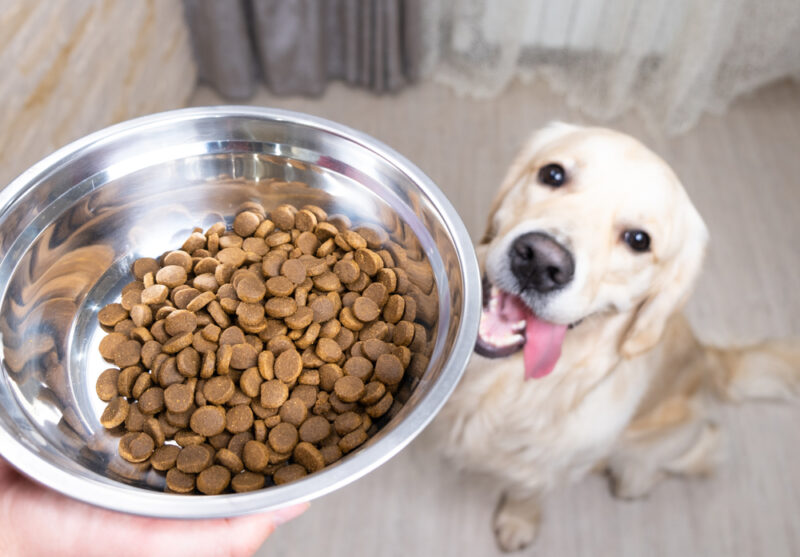 Review: Which Hill’s Science Diet Dry Dog Food is Right for Your Dog ...