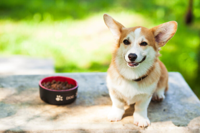 What is Gastrointestinal Dog Food? Info and Veterinarian Product Picks ...