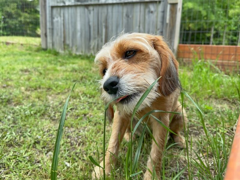 What is Gastrointestinal Dog Food? Info and Veterinarian Product Picks ...