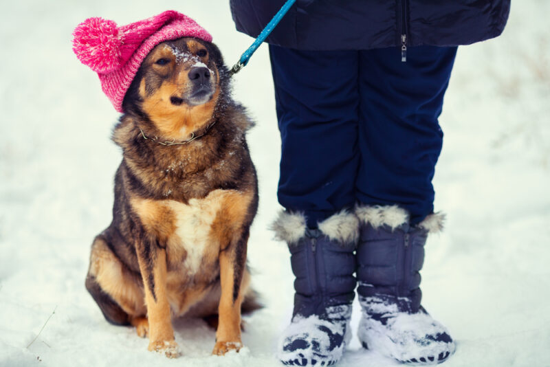 How to Keep Dogs Warm in Winter | Great Pet Care