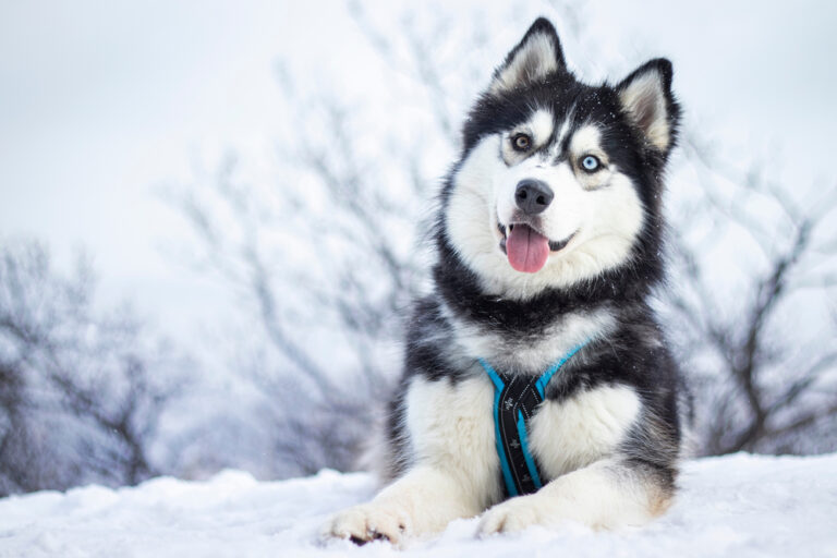 How to Keep Dogs Warm in Winter | Great Pet Care