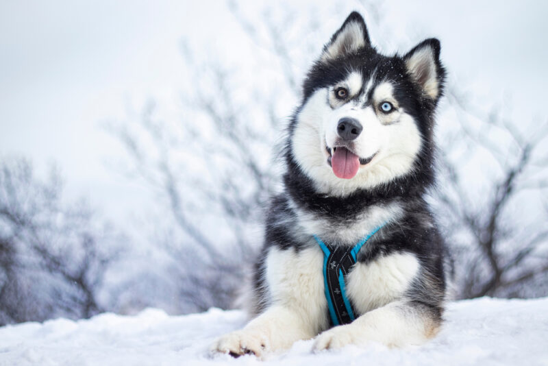 How to Keep Dogs Warm in Winter | Great Pet Care