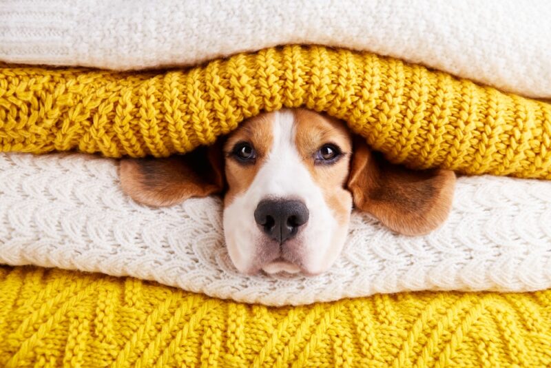 How to Keep Dogs Warm in Winter | Great Pet Care