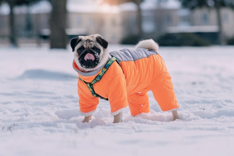 How to Keep Dogs Warm in Winter | Great Pet Care