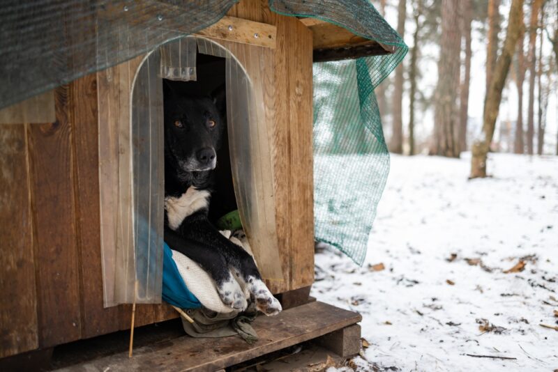 How to Keep Dogs Warm in Winter | Great Pet Care