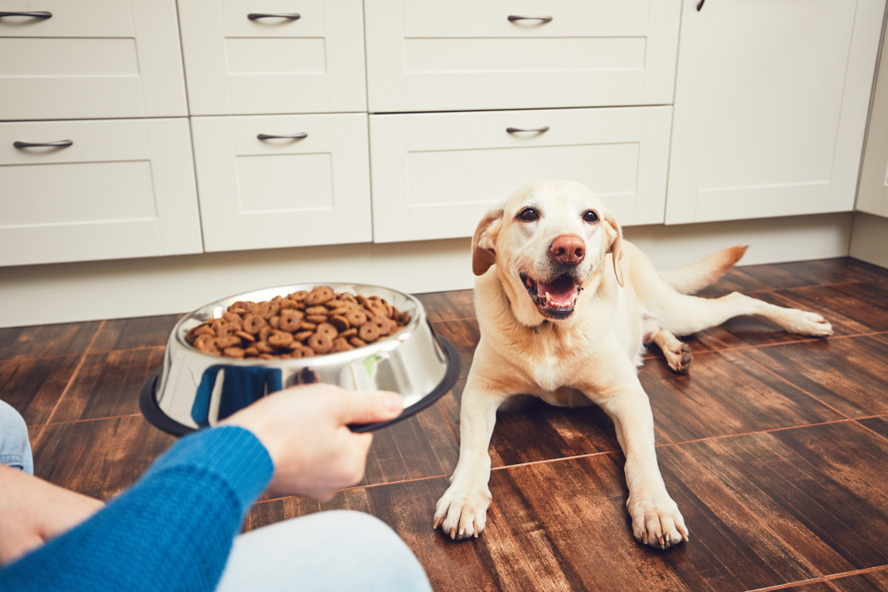 When to Switch to Adult Dog Food: 5 Signs It's Time | Great Pet Care